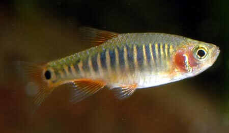 ACQUARIOFILIA Italia, pesci acquario, articoli, acquariologia brand