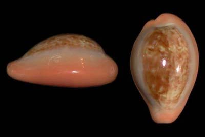 CYPRAEA PYRUM
