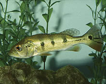 CICHLA OCELLARIS