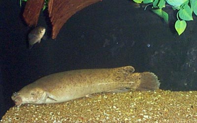 MALAPTERURUS ELECTRICUS - Pesce gatto elettrico