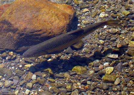 Lavarello, Coregonus lavaretus