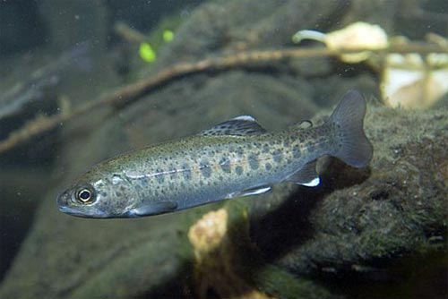 Come allevare la trota iridea in acquario, con o senza refrigeratore?