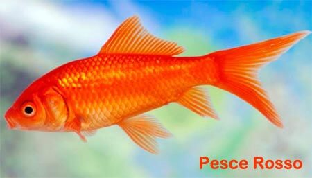 Come curare il pesce rosso malato da infezione batterica
