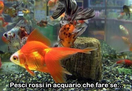 Perchè mi muoiono i pesci rossi in acquario
