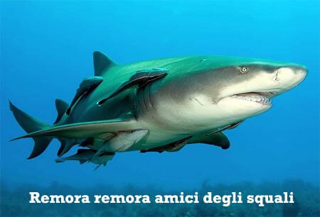 Remora remora, compagni degli squali