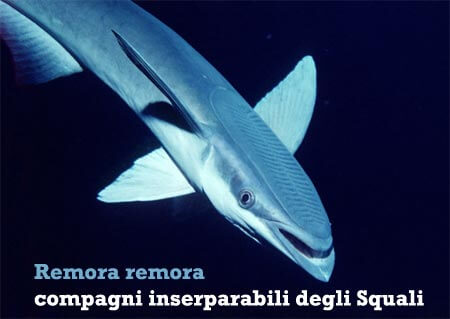 Remora remora, compagni degli squali