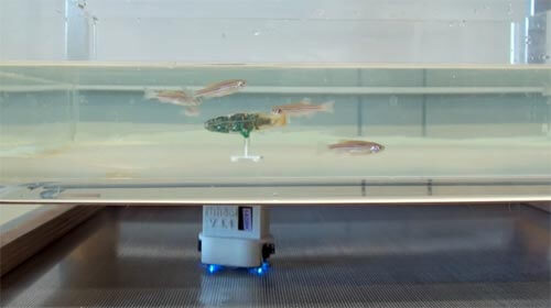 Secret agent fish? Robot infiltrates aquatic schools, influences their ...