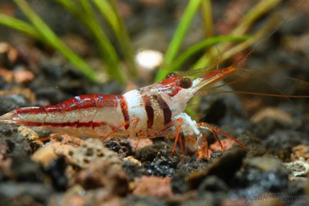 Caridina Spongicola