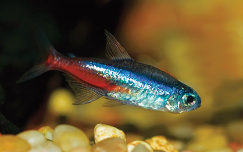 MALATTIE DEI PESCI D’ACQUA DOLCE, Ictioftiriasi, Oodiniasi