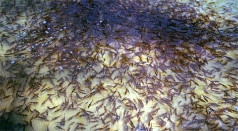 BOTIA Pagliaccio un pesce di fondo molto bello - Chromobotia macracanthus