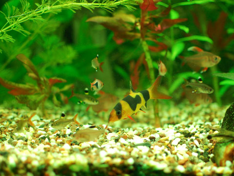 BOTIA Pagliaccio un pesce di fondo molto bello - Chromobotia macracanthus