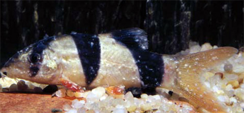 BOTIA Pagliaccio un pesce di fondo molto bello - Chromobotia macracanthus