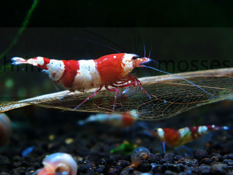 NEOCARIDINA HETEROPODA, red cherry, la specie più consigliata per chi ...