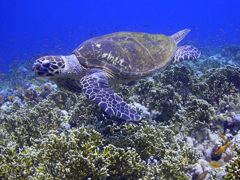 Reportage, come creare un angolo di Mar Rosso in Acquario, Mar Rosso ...