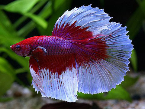 LO STRESS NEI PESCI come nasce, quali sono le conseguenze, come si può ...