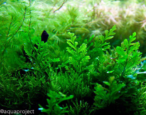 EPIFITE NELL'ACQUARIO, le piante acquatiche predilette da chi pratica ...