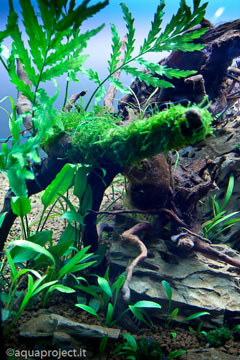 EPIFITE NELL'ACQUARIO, le piante acquatiche predilette da chi pratica ...