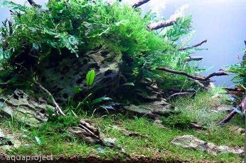 EPIFITE NELL'ACQUARIO, le piante acquatiche predilette da chi pratica ...