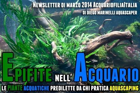 EPIFITE NELL'ACQUARIO, le piante acquatiche predilette da chi pratica ...
