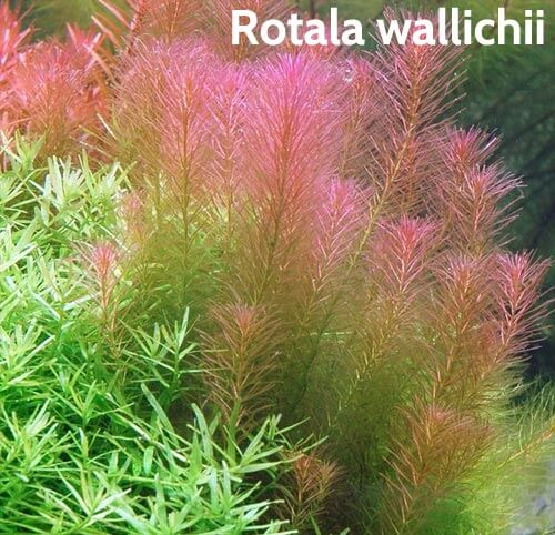 ROTALA WALLICHII