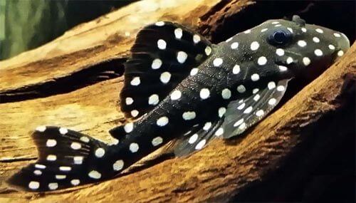 HYPANCISTRUS specie - LORICARIDI