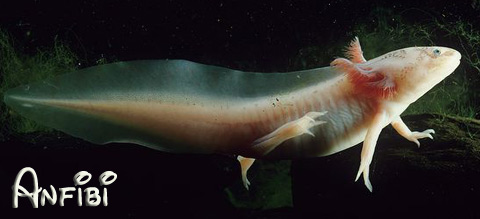 Terrario, anfibi e rettili - Acquariofilia Italia