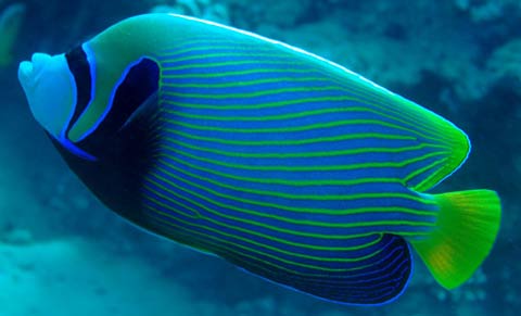 Pesci acquario dolce marino