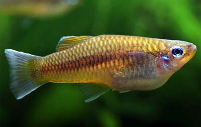 Priapella intermedia 5 cm. Messico