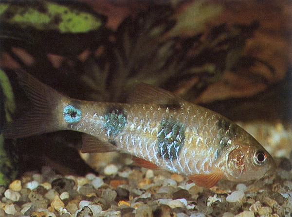 CIPRINIDI Barbi Rasbore e Daino