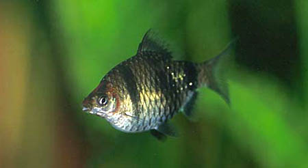 Barbus nigrofasciatus (Barbo rubino) 6,5 cm
