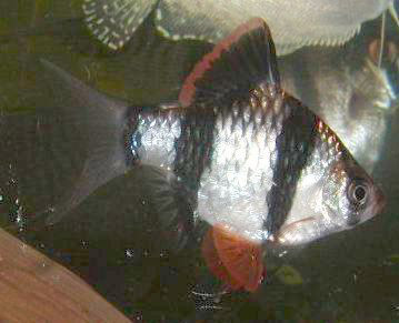 Barbus tetrazona (Barbo di Sumatra o Barbo Tigre) 5,7 cm