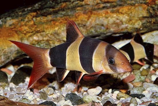ACQUARIO DOLCE TROPICALE, ABC tutto quello che c'è da sapere