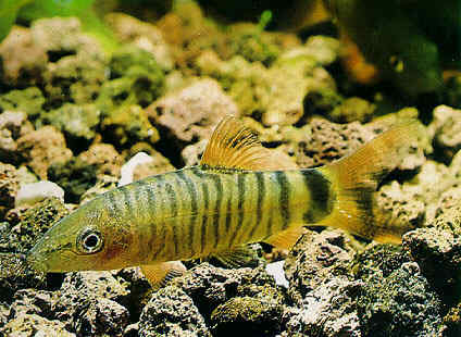 Botia modesta (Botia dalle pinne arancione)