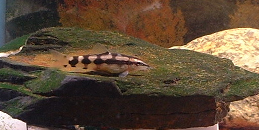 Botia sidthimunki (Botia nana)