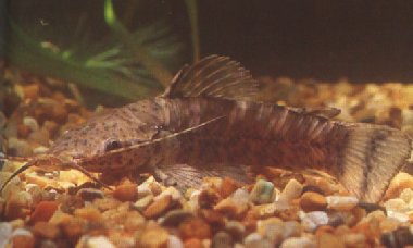 Callichthys callichthys (Tamoatà o Pesce gatto corazzato) 18 cm