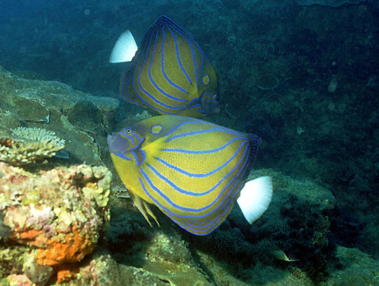 Pomacanthus anularis Pesce angelo anulato
