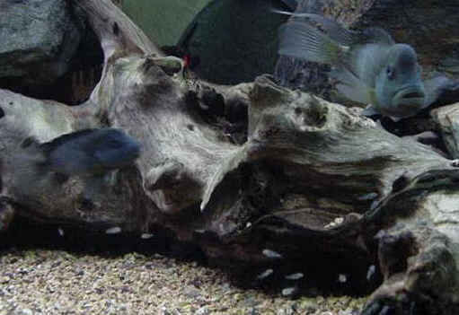 Steatocranus casuarius