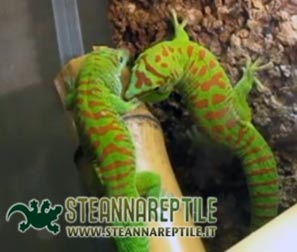 Phelsuma sp. Gechi diurni