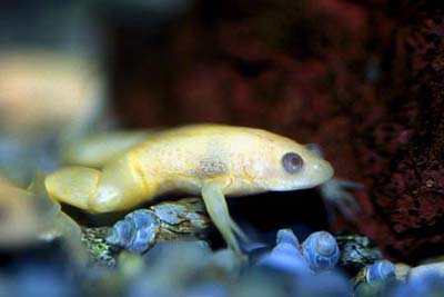 ACQUARIOFILIA Italia, pesci acquario, articoli, acquariologia brand