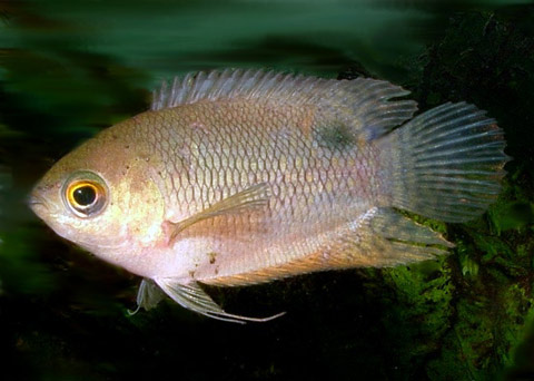 ANABANTIDI - Anabantidae