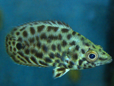 ANABANTIDI - Anabantidae