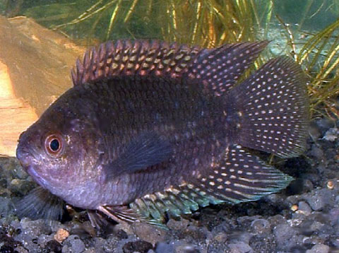 ANABANTIDI - Anabantidae