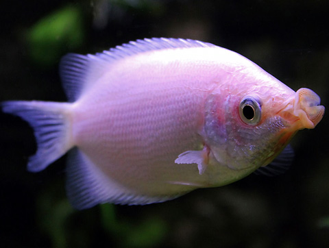 ANABANTIDI - Anabantidae