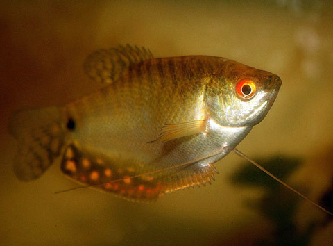 Trichogaster trichopterus sumatranus Gurami di Sumatra
