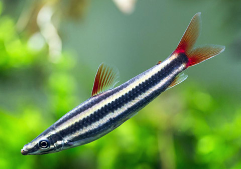 Anostomus anostomus, Anostomo Striato, Famiglia: Anostomidae