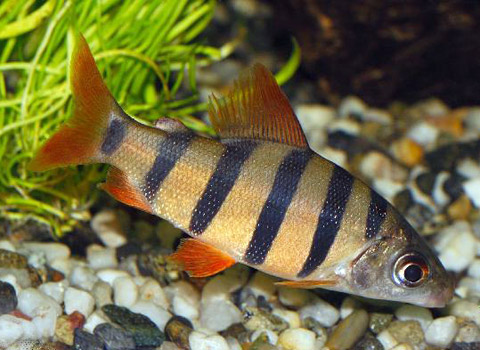 Distichodus sexfasciatus