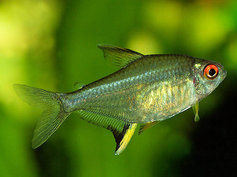 Hyphessobrycon pulchripinnis - Tetra Citrino
