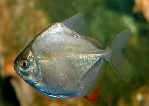 Metynnis hypsauchen - Metinide