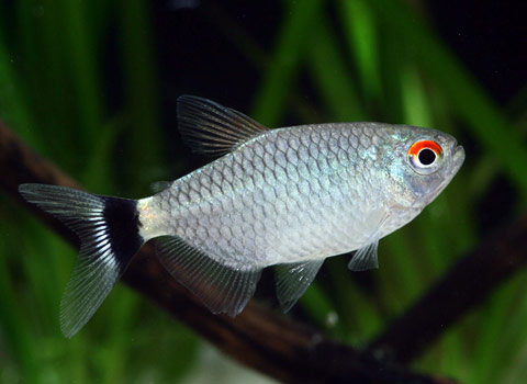 Moenkhausia oligolepis - Tetra di Vetro