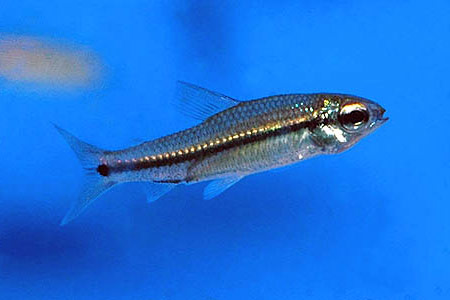 CARACIDI - Characidae - Results from #45